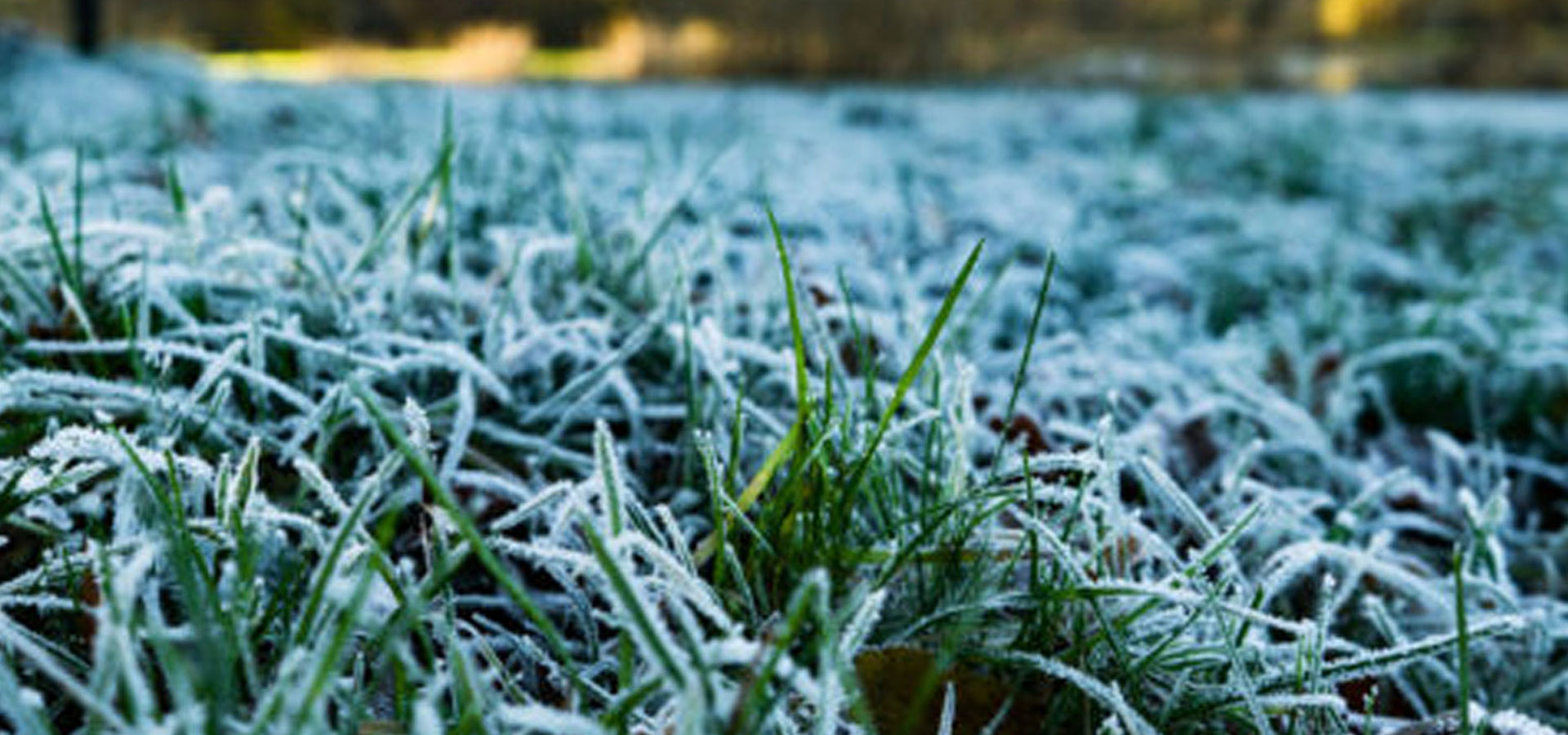 Winter Lawn Care Treatments - The Cheshire Lawncare Company
